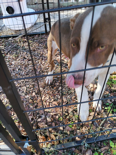 Bell County Animal Control | Rating: 4.2 | 222 Reviews | 2509 S Loop ...
