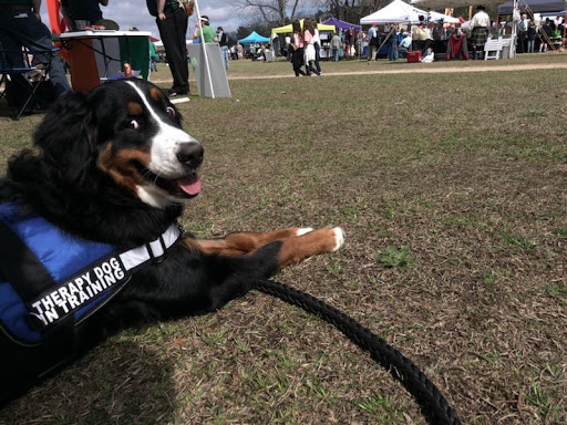 City Of Columbia Animal Services | Rating: 4.2 | 377 Reviews | 127 ...