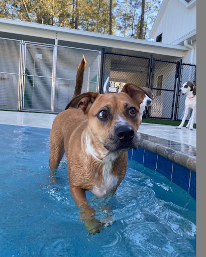 Pet Paradise Amelia | Rating: 4.3 | 111 Reviews | 463393 State Rd 200 ...