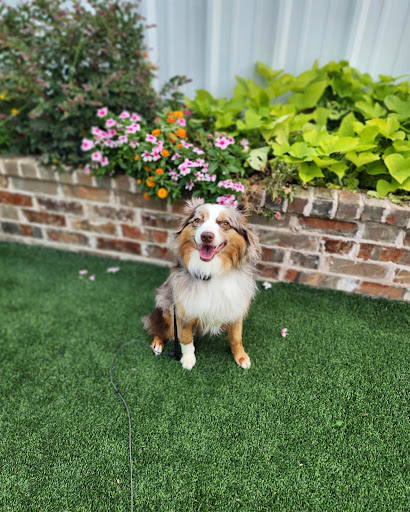 All Dogs Unleashed | Rating: 4.9 | 851 Reviews | 2401 Luna Rd ...