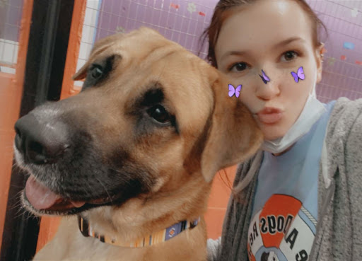 SAVE ALL DOGS RESCUE 501C3 non profit | Rating: 4.1 | 67 Reviews | 120 ...