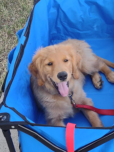 Pets R Inn | Rating: 4.0 | 505 Reviews | 3902 13th Ave S 3701, Fargo ...