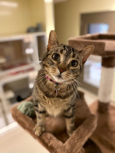 Bucks County SPCA | Rating: 4.5 | 261 Reviews | 60 Reservoir Rd ...