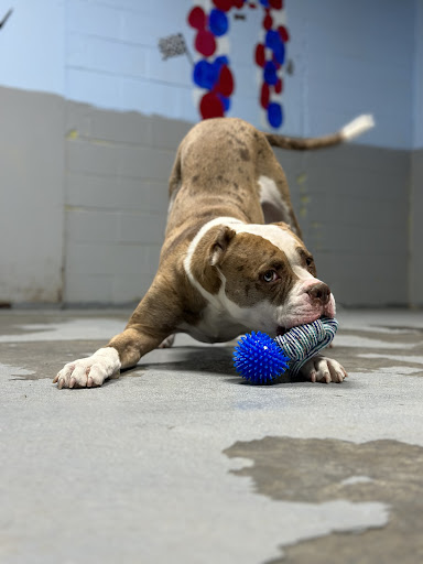 All Dogs Gym & Inn | Rating: 4.6 | 210 Reviews | 505 Sheffield Rd ...