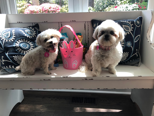 Camp Wagging Tails | Rating: 4.5 | 131 Reviews | 10835 Bailey Rd ...