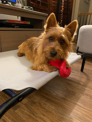 Countryside Veterinary Services of Fox Valley | Rating: 4.8 | 438 ...