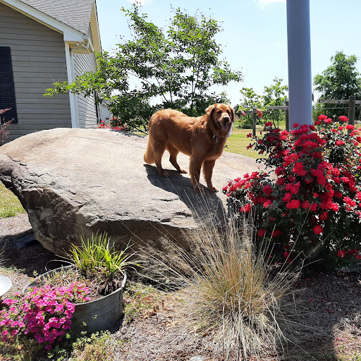 Simply Southern Pups | Rating: 5.0 | 69 Reviews | 1557 Halfacre Rd ...