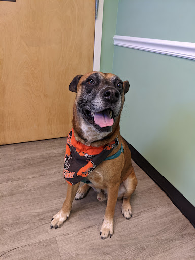 Camp Wagging Tails | Rating: 4.5 | 131 Reviews | 10835 Bailey Rd ...