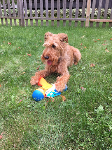 Countryside Veterinary Services of Fox Valley | Rating: 4.8 | 438 ...