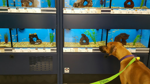 All Dogs Gym & Inn | Rating: 4.6 | 210 Reviews | 505 Sheffield Rd ...