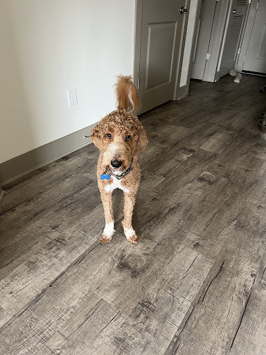 Camp Wagging Tails | Rating: 4.5 | 131 Reviews | 10835 Bailey Rd ...