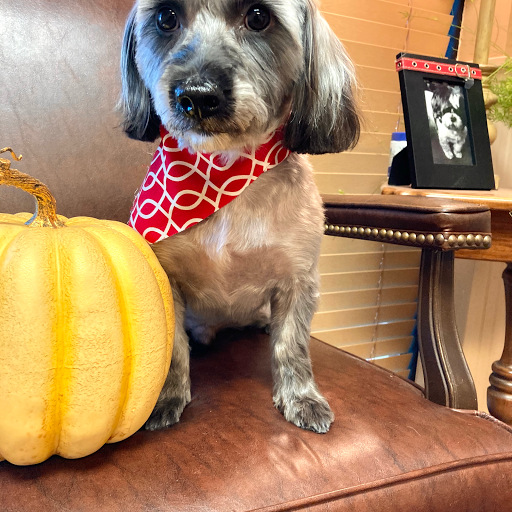 Denton Veterinary Center | Rating: 4.8 | 862 Reviews | 1901 Wind River ...
