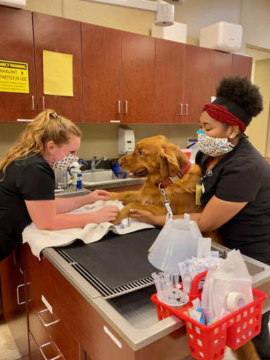 No More Homeless Pets Cassat