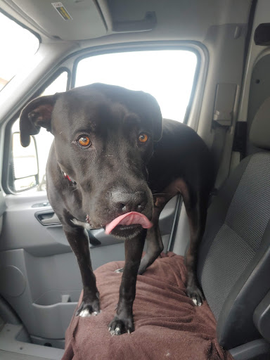 Red Dog Pet Resort & Spa Cincinnati | Rating: 4.7 | 684 Reviews | 5081 ...