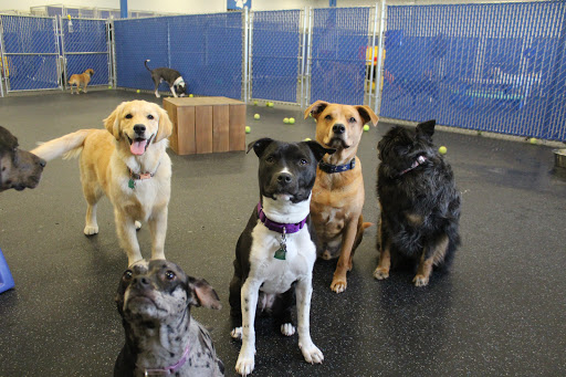 Safe Harbor Humane Society | Rating: 4.3 | 537 Reviews | 7811 60th Ave ...