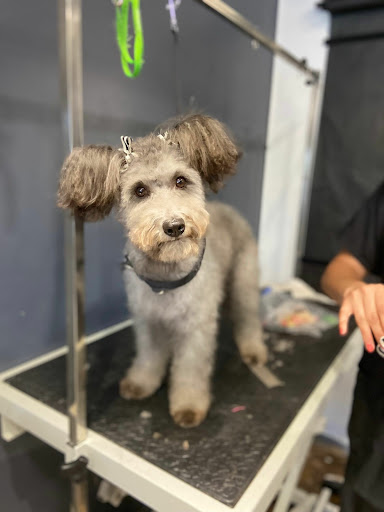 Camp Wagging Tails | Rating: 4.5 | 131 Reviews | 10835 Bailey Rd ...