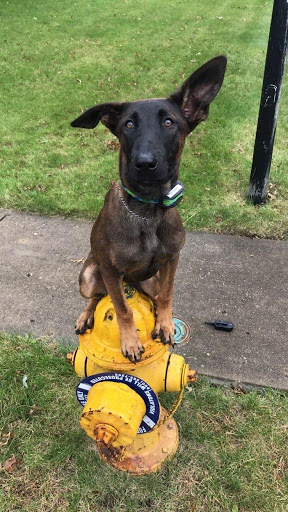 Keystone Canine Club | Rating: 4.7 | 34 Reviews | 5167 Brownsville Rd ...