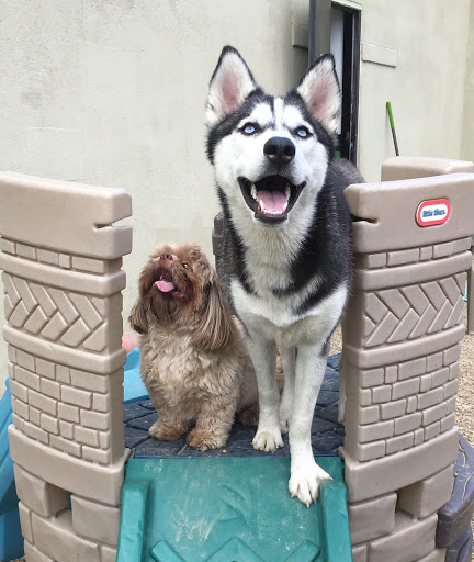 All Dogs Gym & Inn | Rating: 4.6 | 210 Reviews | 505 Sheffield Rd ...