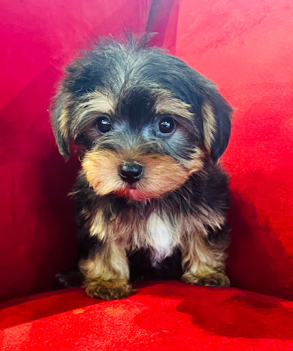 Pocket Puppies Arlington Heights