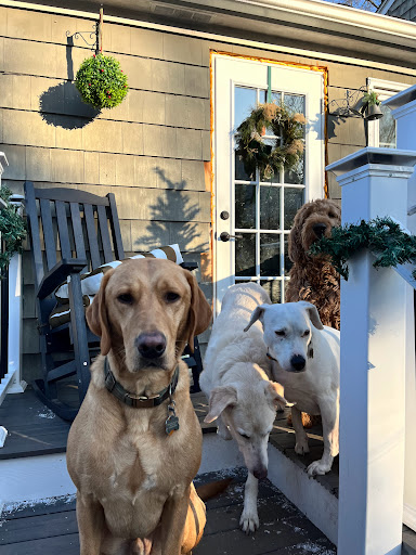 Dakin Humane Society | Rating: 4.6 | 1037 Reviews | 171 Union St ...