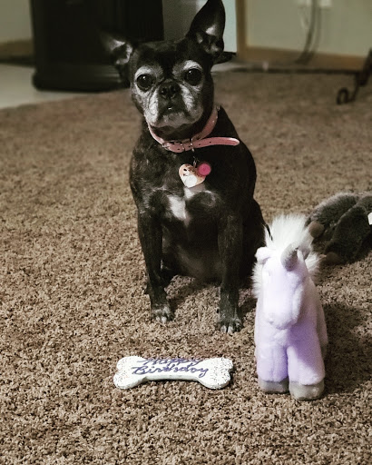 Pets R Inn | Rating: 4.1 | 284 Reviews | 2800 S Columbia Rd 123, Grand ...