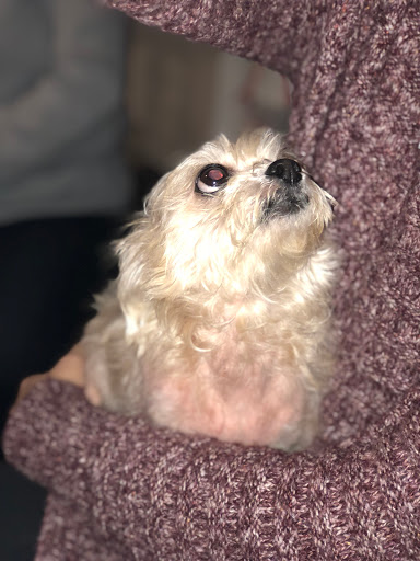 Simply Southern Pups | Rating: 5.0 | 69 Reviews | 1557 Halfacre Rd ...