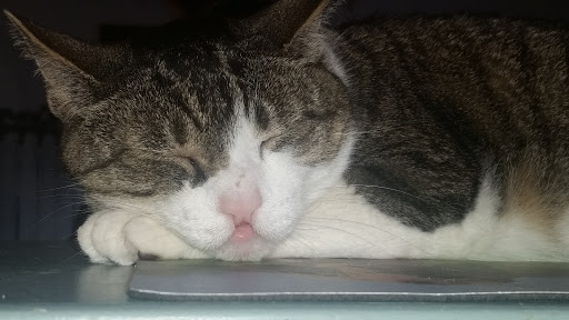 Dennis Veterinary Hospital: Neese Allison S DVM | Rating: 5.0 | 3 ...