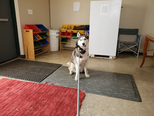 All Dogs Gym & Inn | Rating: 4.6 | 210 Reviews | 505 Sheffield Rd ...