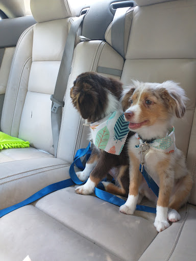 City Of Columbia Animal Services | Rating: 4.2 | 377 Reviews | 127 ...