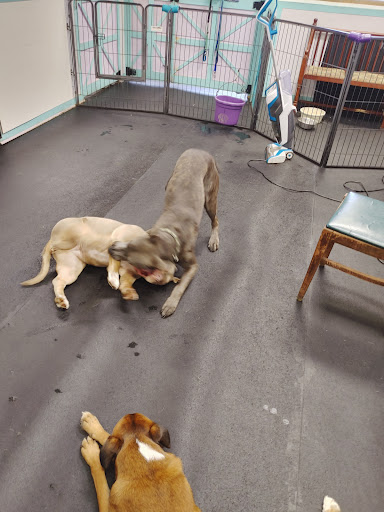 Dog Boarding Tacoma Wa