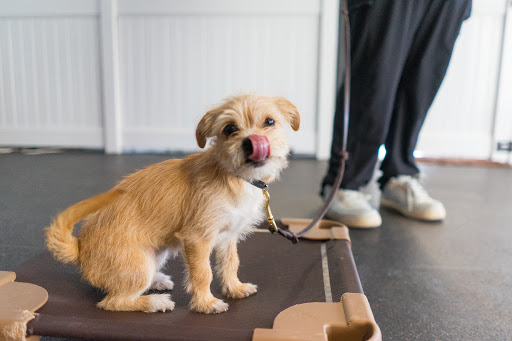 Humane Society of Missouri | Rating: 4.5 | 1253 Reviews | 1201 Macklind ...