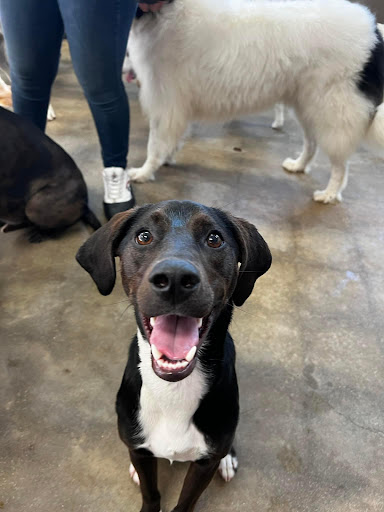 Humane Society of Missouri | Rating: 4.5 | 1253 Reviews | 1201 Macklind ...