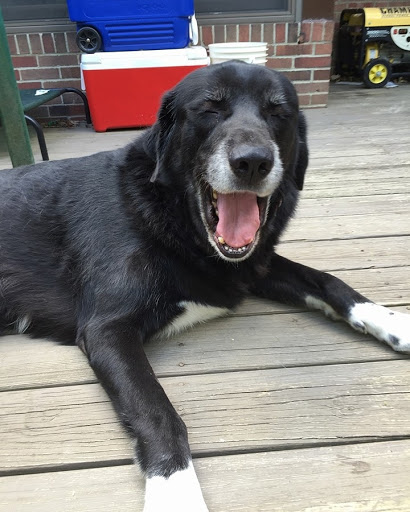 Red Dog Pet Resort & Spa Cincinnati | Rating: 4.7 | 684 Reviews | 5081 ...