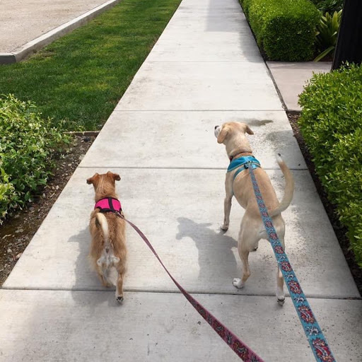 Pet Food Express | Rating: 4.6 | 368 Reviews | 1152 Blossom Hill Rd ...