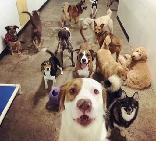 Keystone Canine Club | Rating: 4.7 | 34 Reviews | 5167 Brownsville Rd ...