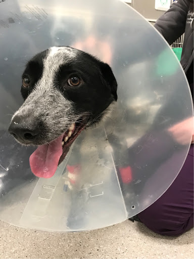 Pets R Inn | Rating: 4.0 | 505 Reviews | 3902 13th Ave S 3701, Fargo ...