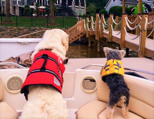 Camp Wagging Tails | Rating: 4.5 | 131 Reviews | 10835 Bailey Rd ...