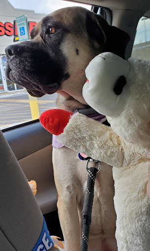 Keystone Canine Club | Rating: 4.7 | 34 Reviews | 5167 Brownsville Rd ...