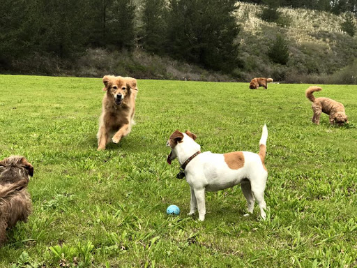 Peninsula Humane Society & SPCA | Rating: 4.6 | 417 Reviews | 12 ...