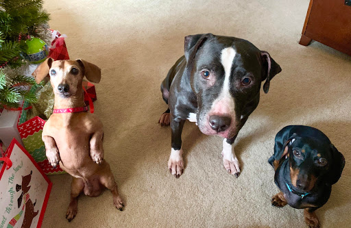 Safe Harbor Humane Society | Rating: 4.3 | 537 Reviews | 7811 60th Ave ...