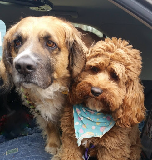 PetSmart Grooming | Rating: 4.8 | 6 Reviews | 100 Franklin St Unit D ...