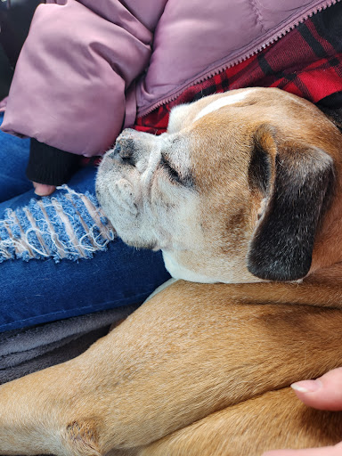Niagara County SPCA | Rating: 4.0 | 830 Reviews | 2100 Lockport Rd ...