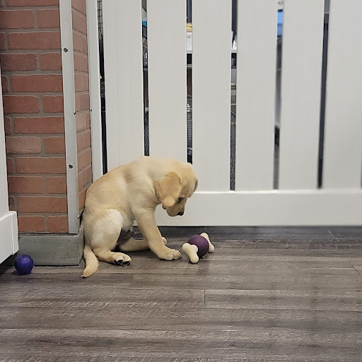 All About Animals Rescue | Rating: 4.5 | 740 Reviews | 507 W Atherton ...