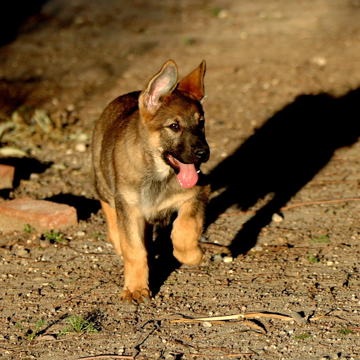 Cesar Millan's Dog Psychology Center | Rating: 4.8 | 238 Reviews ...