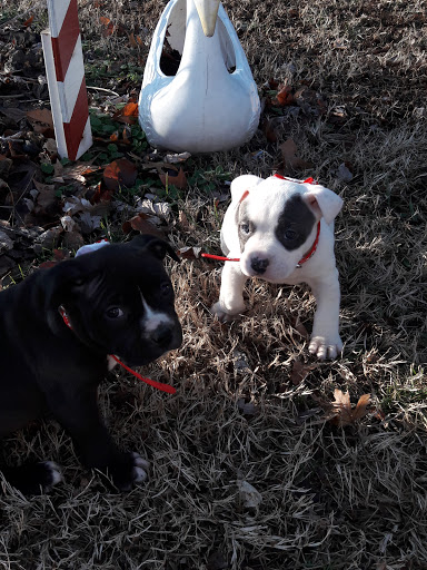 Humane Society of Missouri | Rating: 4.5 | 1253 Reviews | 1201 Macklind ...