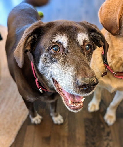 Camp Wagging Tails | Rating: 4.5 | 131 Reviews | 10835 Bailey Rd ...