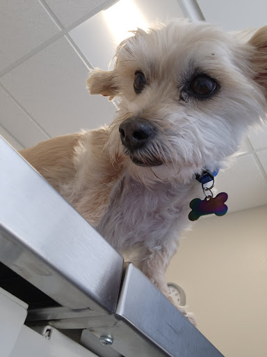 High Plains Veterinary Hospital | Rating: 4.8 | 627 Reviews | 4007 Tutt ...