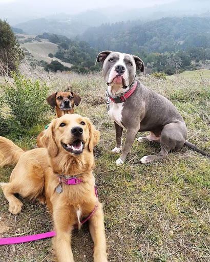 Peninsula Humane Society & SPCA | Rating: 4.6 | 417 Reviews | 12 ...