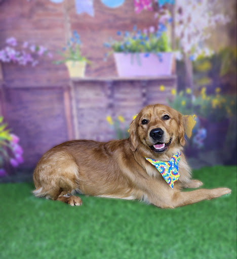 All About Animals Rescue | Rating: 4.5 | 740 Reviews | 507 W Atherton ...