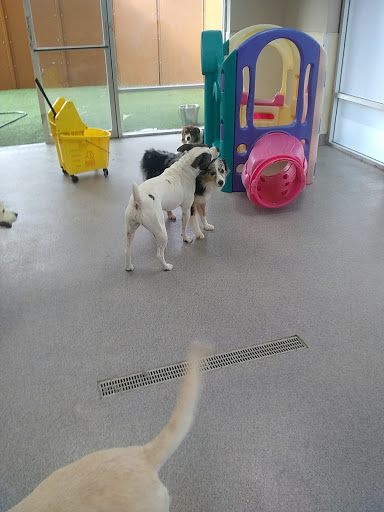 Bandana Rx (previously Pet VM) | Rating: 4.6 | 255 Reviews | 5600 ...